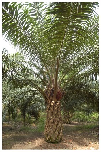 Crude Oil Daily: Nigeria without oil: Akwa Ibom example