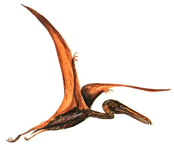 Mundo Pré-Histórico: Pterodáctilo - o primeiro pterossauro