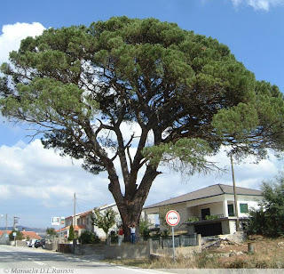 Dias com árvores: Pinheiro Manso - Benagouro