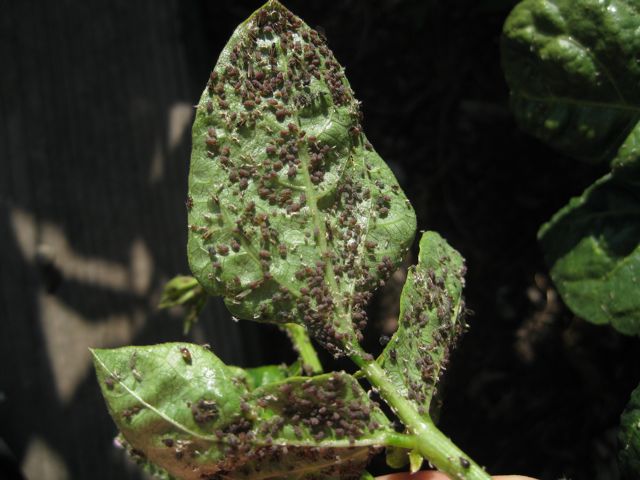 The Farmer Fred® Rant: Aphids!