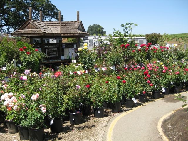 The Farmer Fred® Rant: 102 Roses for California