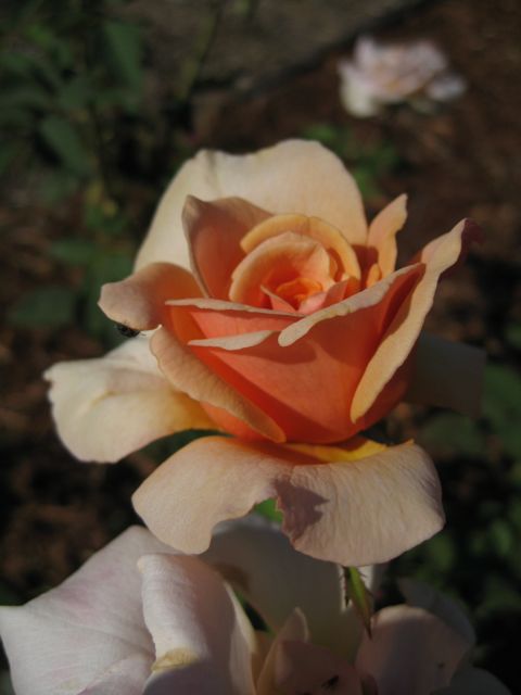The Farmer Fred® Rant: 102 Roses for California