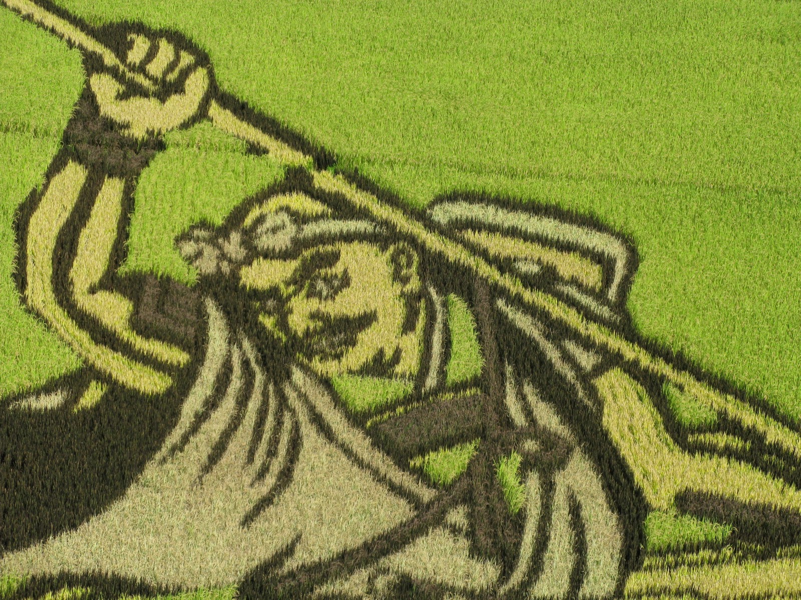 Journey.of.Japan: Rice Art