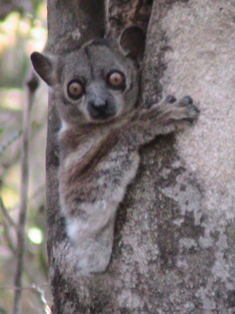 Mad Science: What Mr. Lebo did During Your Summer Vacation...in 500 ...