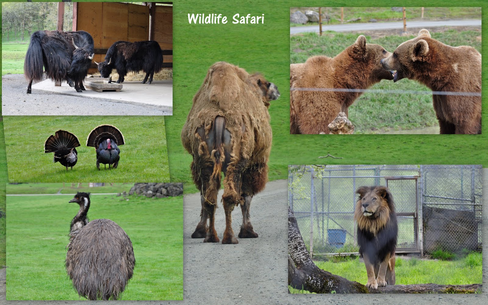 Wildlife Safari and Crater Lake Visit