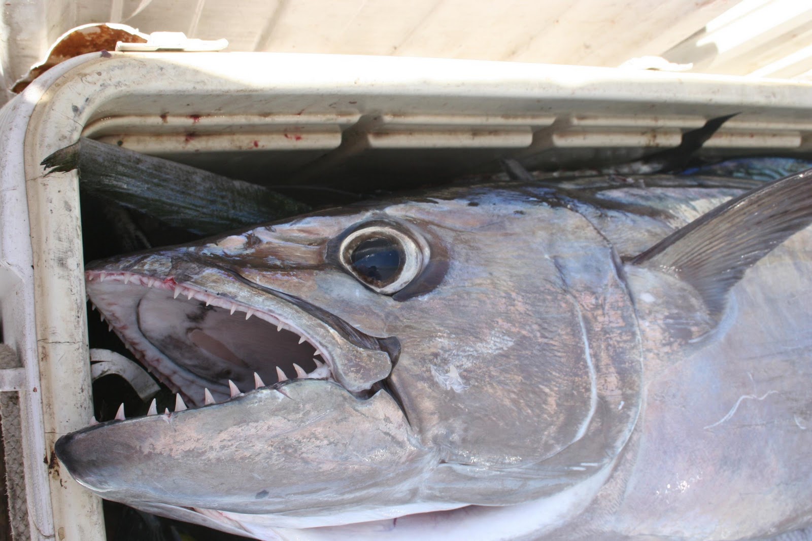 Fishing in Indonesia: Dogtooth Tuna or Tuna Gigi Anjing