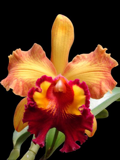 Cristina's world: ORQUIDEAS DE COSTA RICA