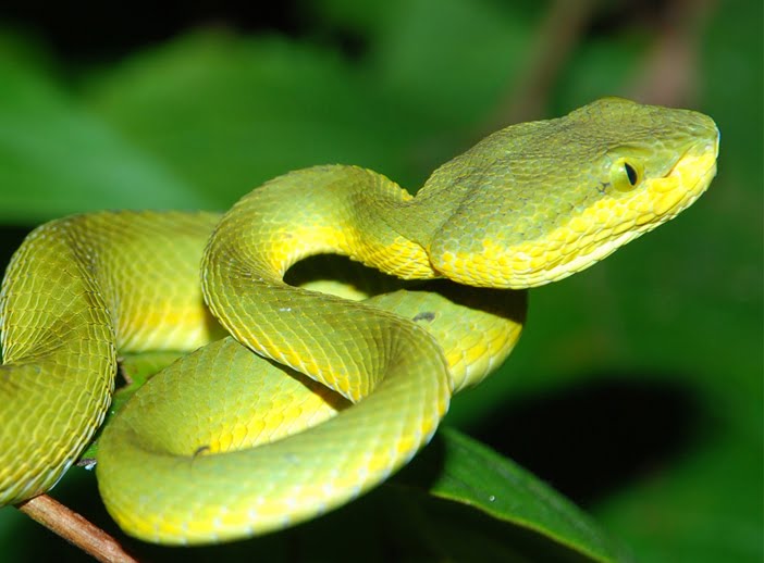 Maelstrom((Pit Viper))