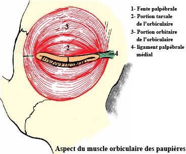 Les Larmes.: I- Une larme dans le système lacrymal.