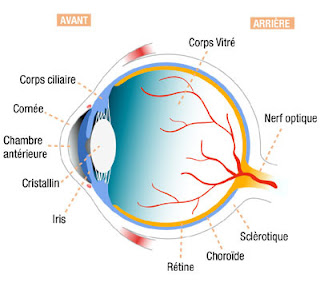 Les Larmes.: I- Une larme dans le système lacrymal.