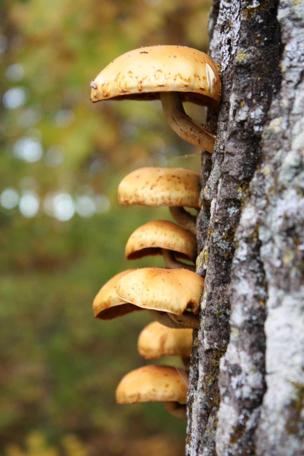 lil fish studios: The Mushroom Tree