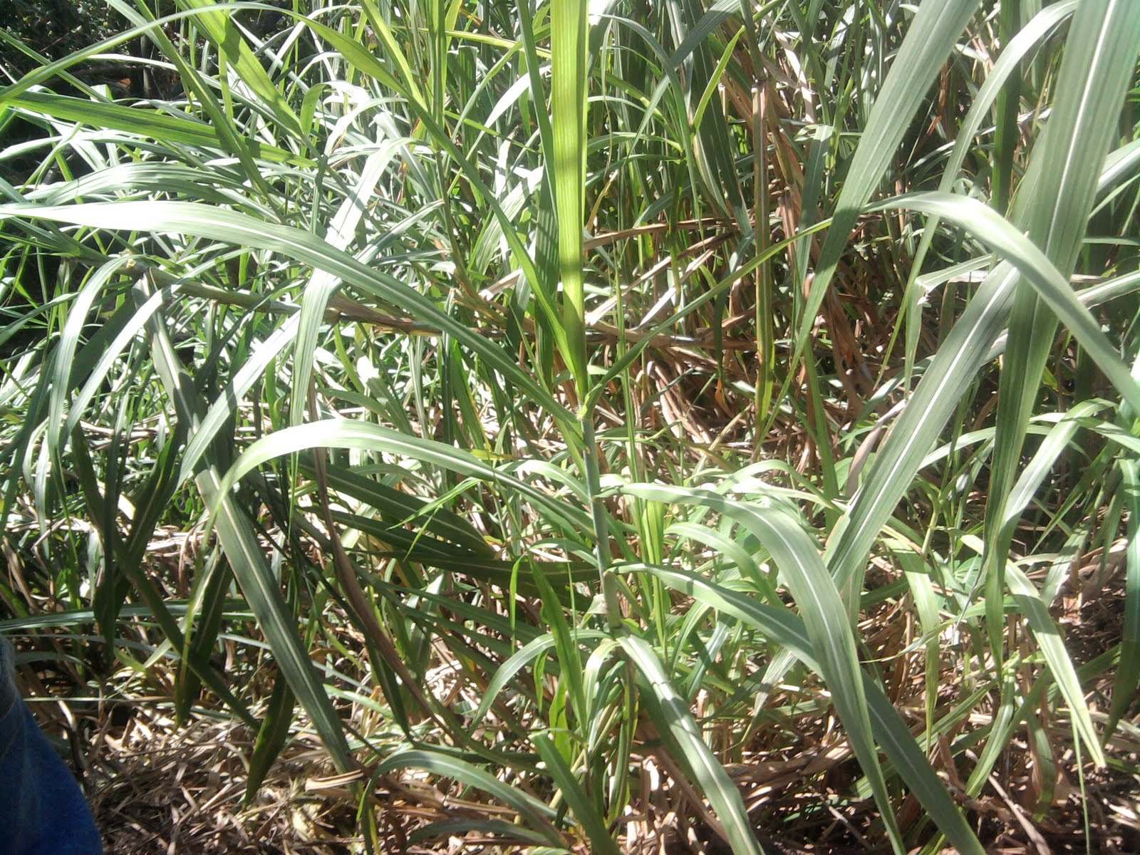 meioambiente_santarosa: 7 de out. de 2010