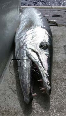 Fish Tales on Maui: FISH WITH TEETH!