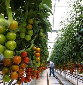 Tecnologia agropecuaria: Cultivo de tomate en invernadero