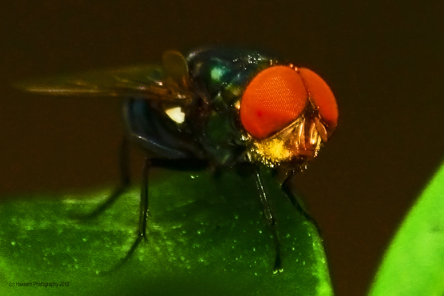 Hakeem Photography: fly