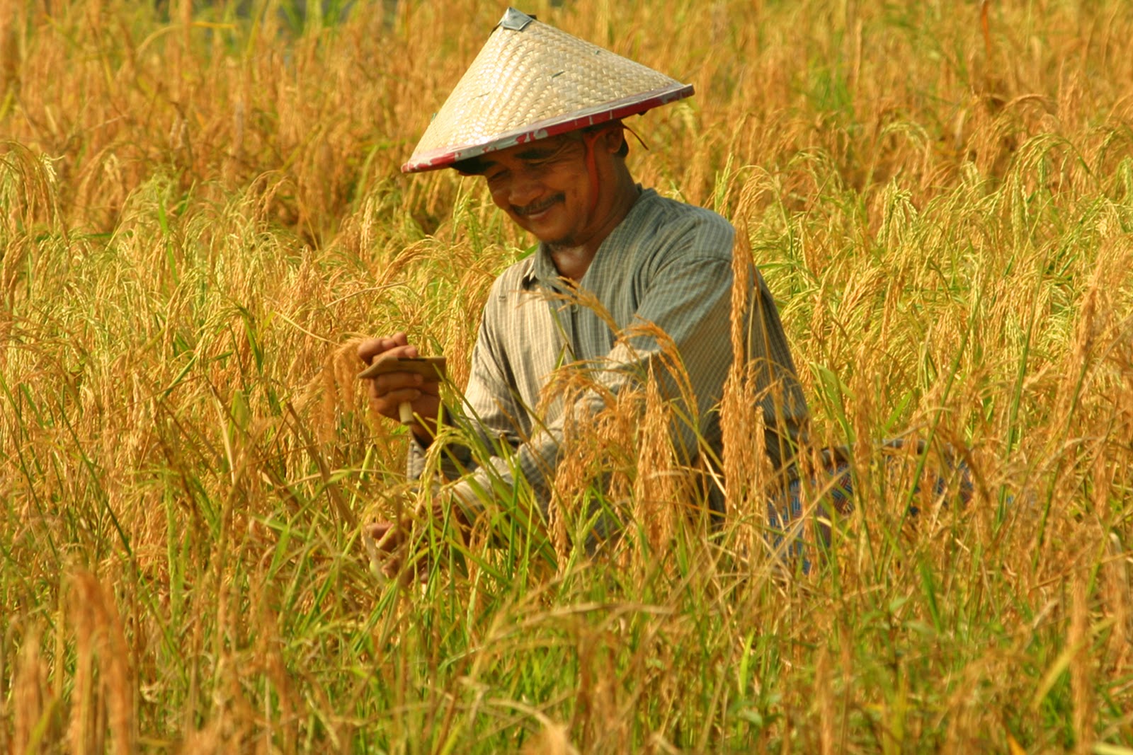 Hakeem Photography Harvesting hakeem-photography-harvesting