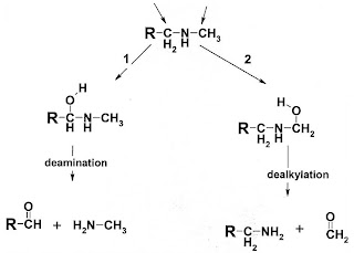 concepts in drug metabolism: Summary of Lecture II
