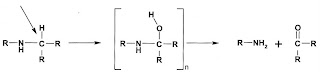 concepts in drug metabolism: Summary of Lecture II