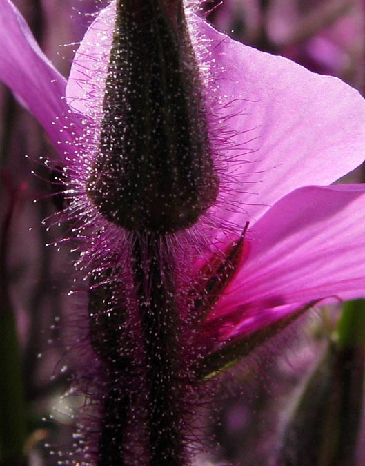 Mallorca es así también: acercandonos al GERANIUM MADERENSE