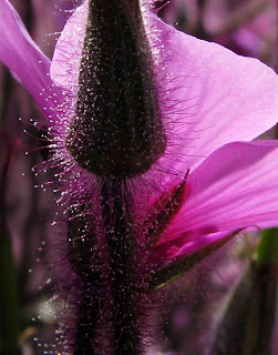Mallorca es así también: acercandonos al GERANIUM MADERENSE
