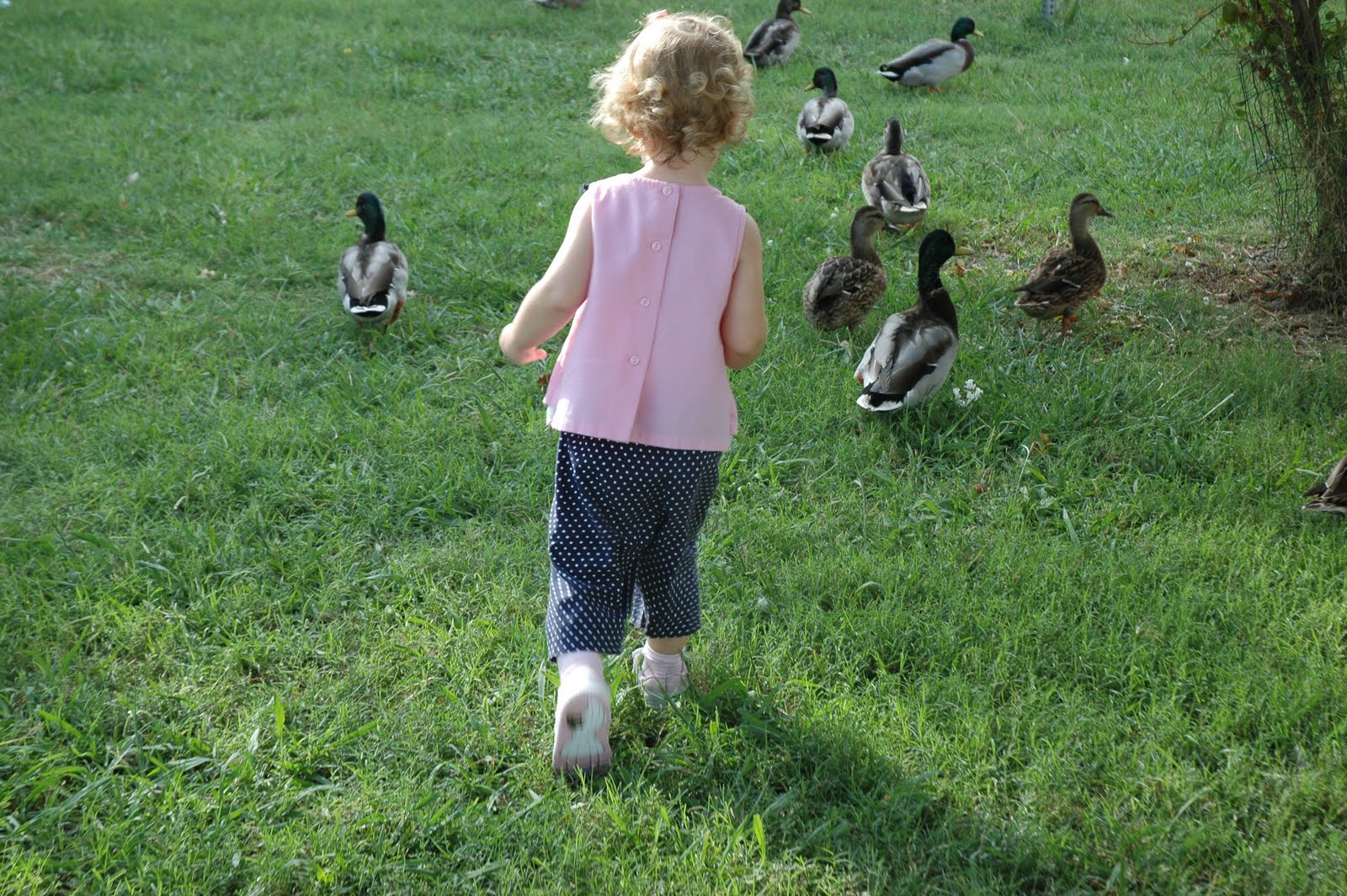 Savor The Days: Chasing Ducks
