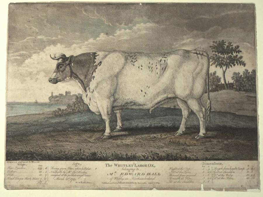 North-East History Tour: The Fat Ox (c.NZ355721)