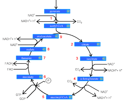 A Levels Biology: Krebs Cycle (Citric Acid Cycle)