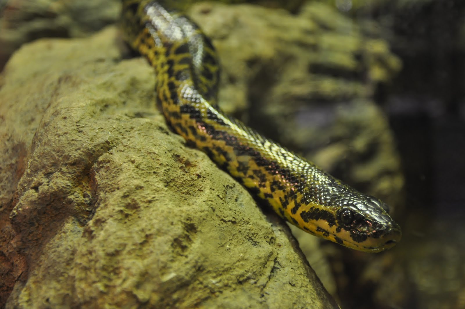 South Korea!: Whoo-Zoooo!