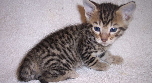 Imperial Felines: Queen Zaria's Gallery