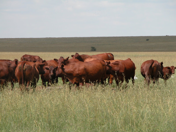 Bonsmara Beef Cattle - Oftalma Bonsmara, Bloemfontein,Free State ...
