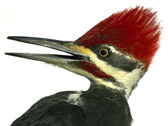 Ivory-billed Woodpecker - Page 2 - Historum - History Forums