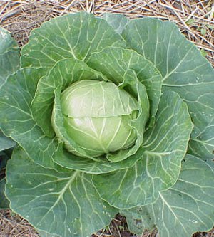 FRUITS and VEGETABLES WORLD: Cabbage for Stomach Ulcer