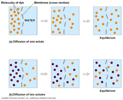 My AP Biology: Chapter 5: The Working Cell