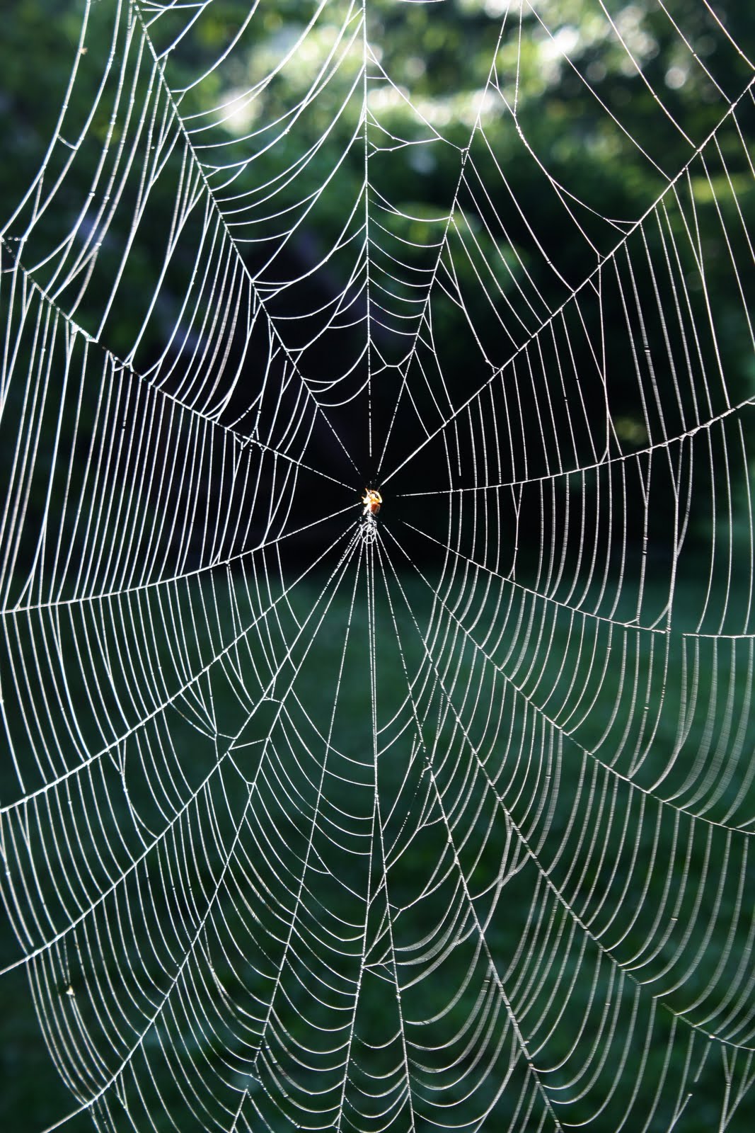 A Frayed of Fibers: World Wide Web