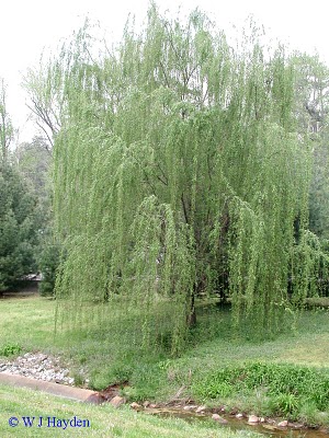 CIKEYJA_SENSEI: JANDA KAYA VS JANDA MERANA