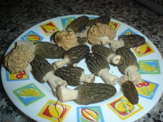 Entre boscos i muntanyes, fusió amb la natura: MURGULES, L'INICI DE LA ...