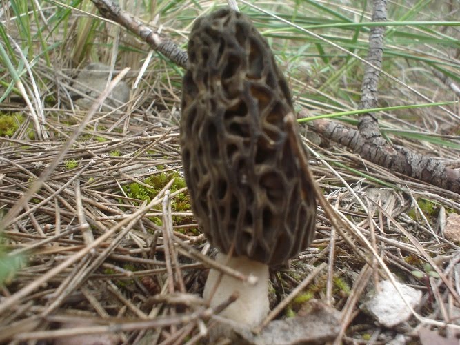Entre boscos i muntanyes, fusió amb la natura: MURGULES, L'INICI DE LA ...