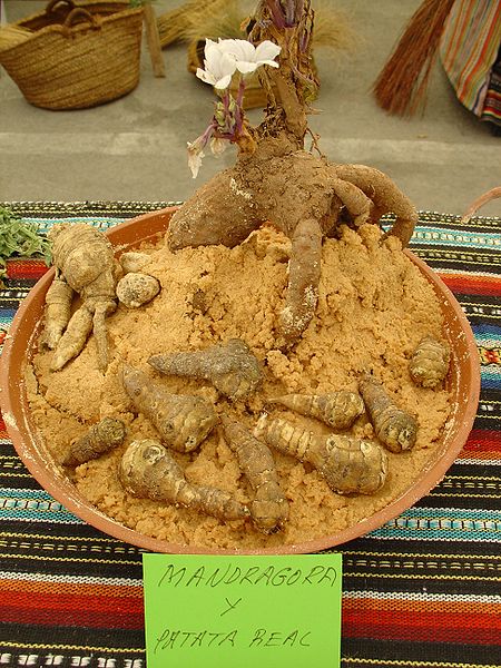 EL ESPACIO PARA BELLEZA Y BIENESTAR DE MARTHA: LA MANDRÁGORA: MAGIA ...