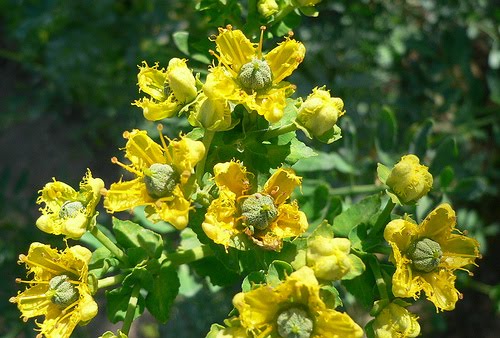 EL ESPACIO PARA BELLEZA Y BIENESTAR DE MARTHA: LA RUDA. UNA HIERBA ...