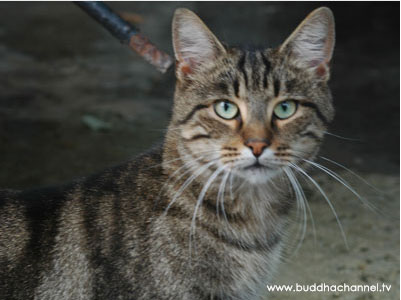 Le Chat: Chat - Wikipédia