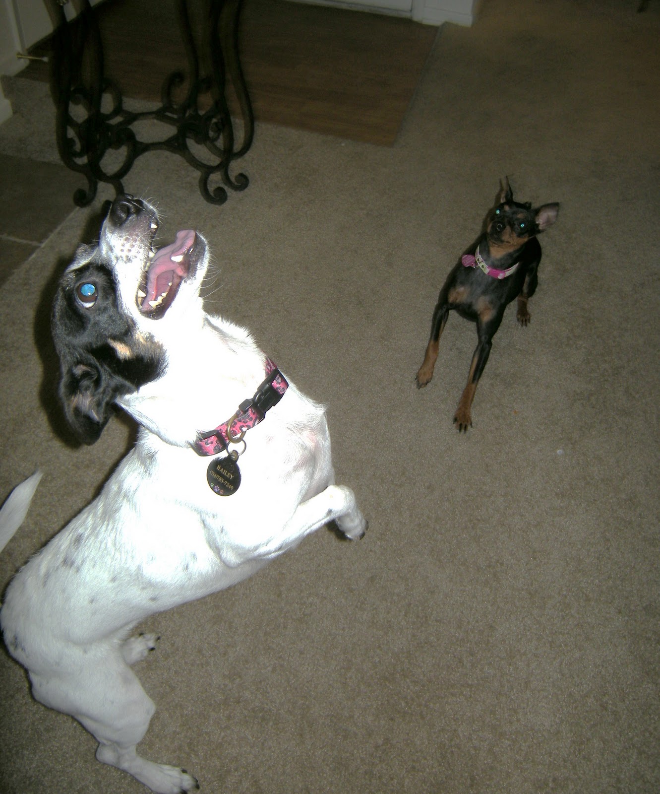 .: C'mon everyone! Let's all do the Hokey Pokey to Saturday Dog Hop!