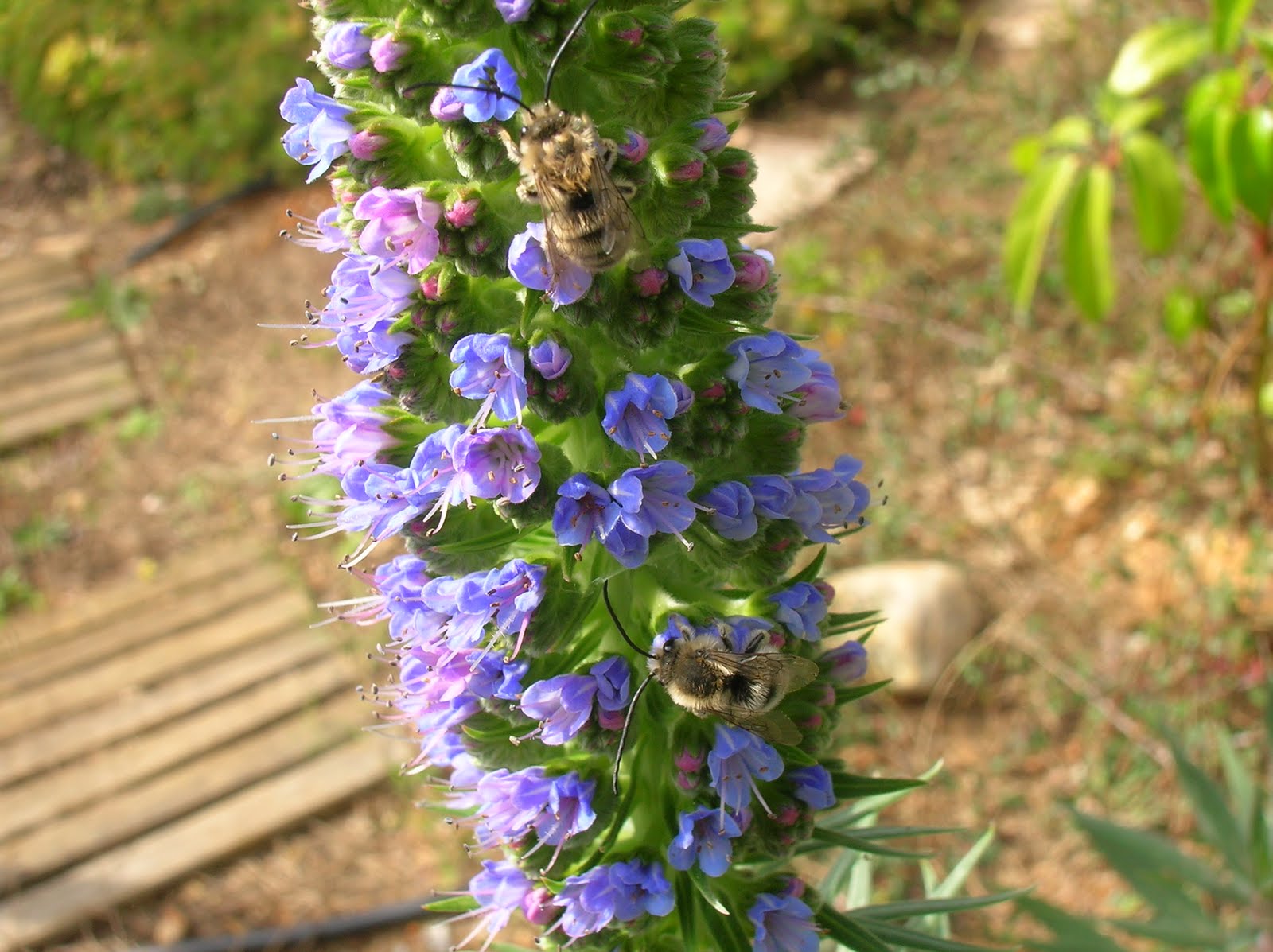 Echium - JungleKey.fr Image #250