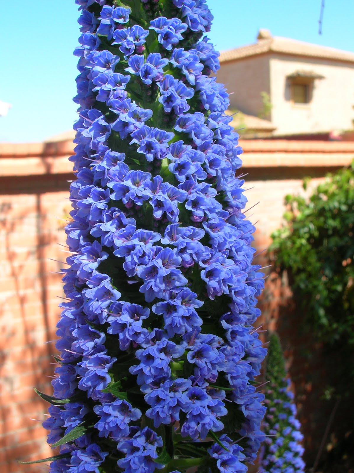 Recregarden: ECHIUM CANDICANS