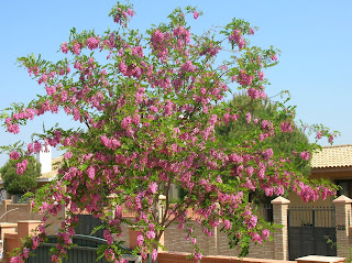 Recregarden: ROBINIA PSEUDOACACIA "CASQUE ROUGE"