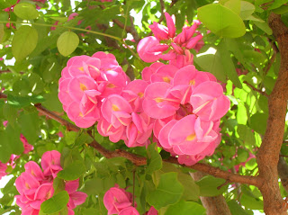 Recregarden: ROBINIA PSEUDOACACIA "CASQUE ROUGE"