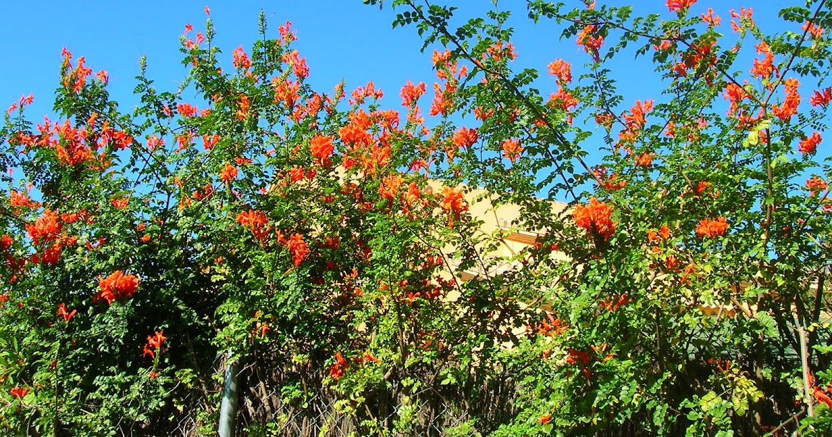 Recregarden: TECOMARIA CAPENSIS