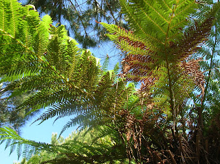 Recregarden: DICKSONIA FIBROSA