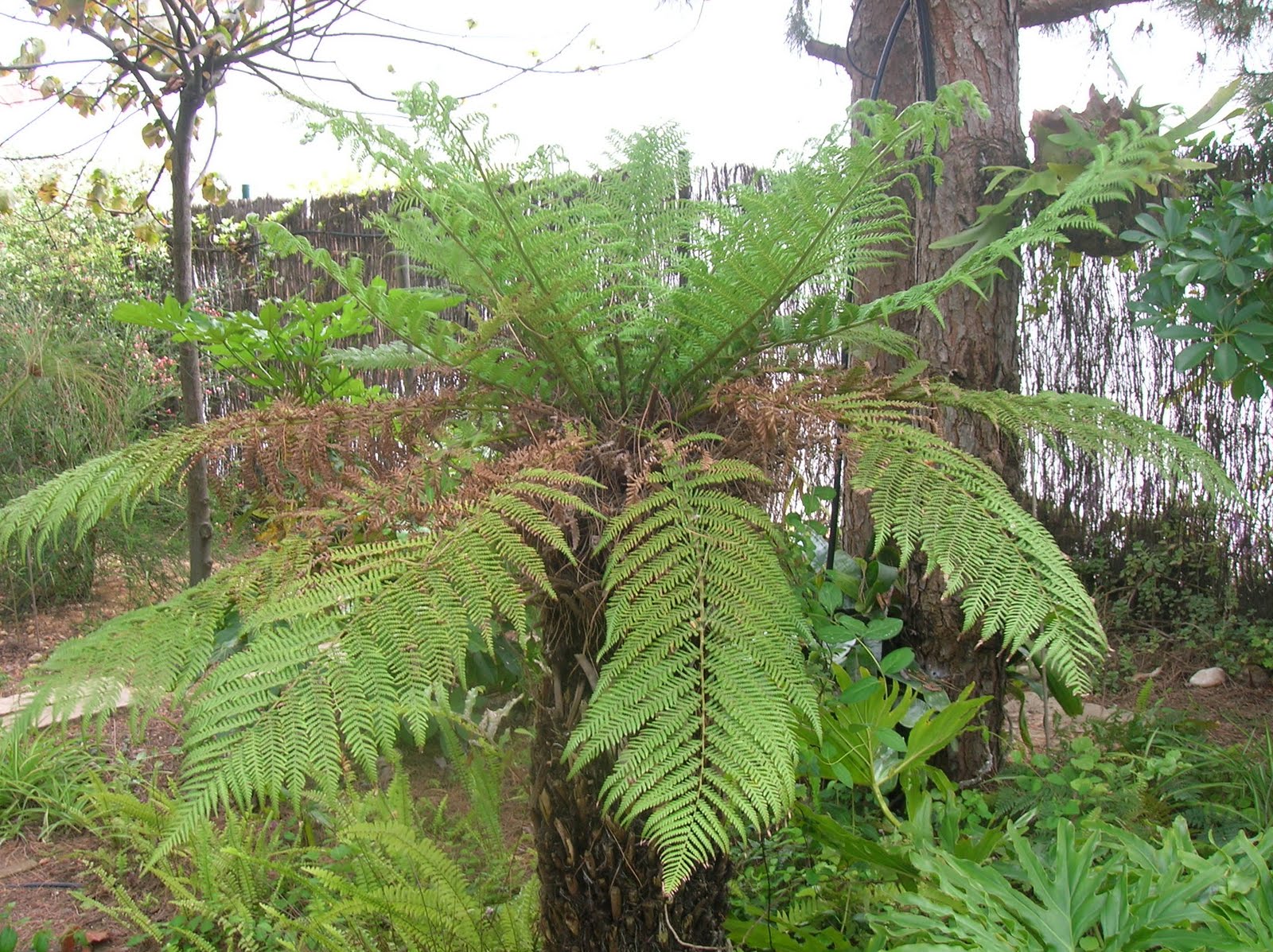 Recregarden: DICKSONIA FIBROSA