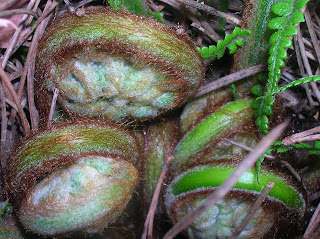 Recregarden: DICKSONIA FIBROSA