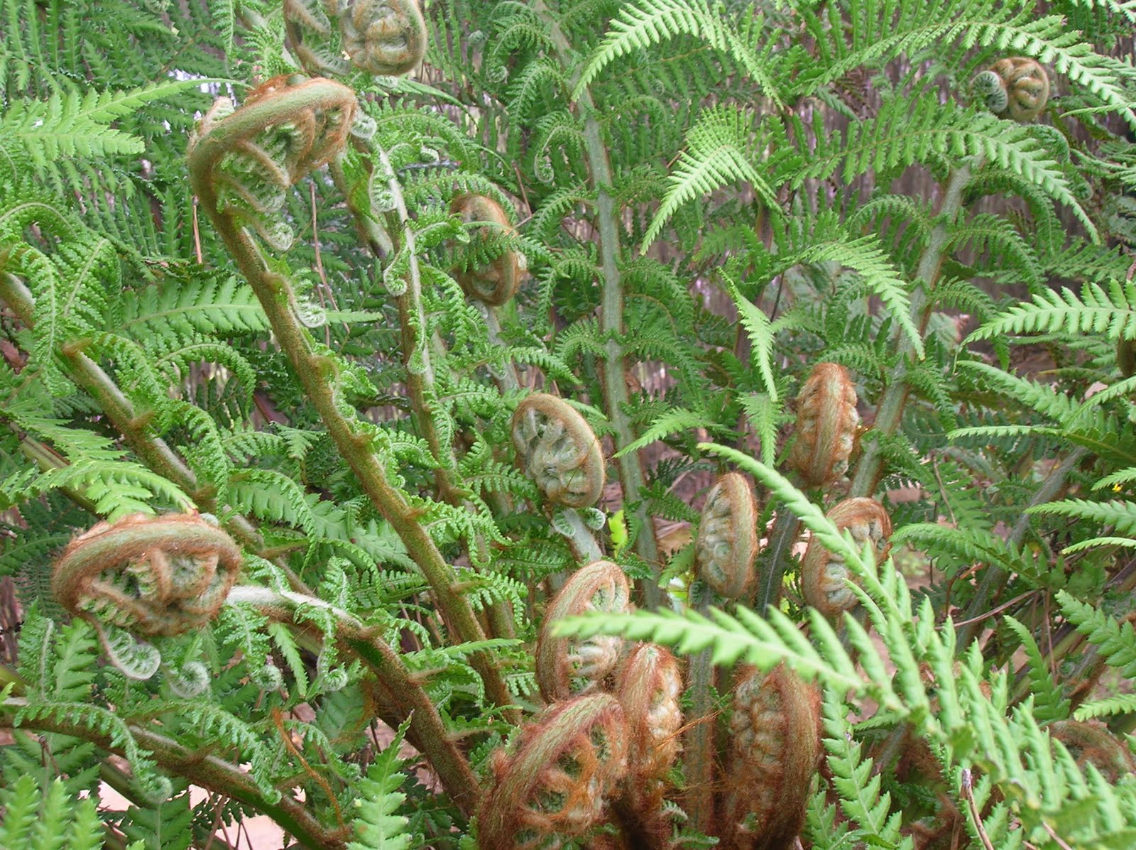 Recregarden: DICKSONIA FIBROSA
